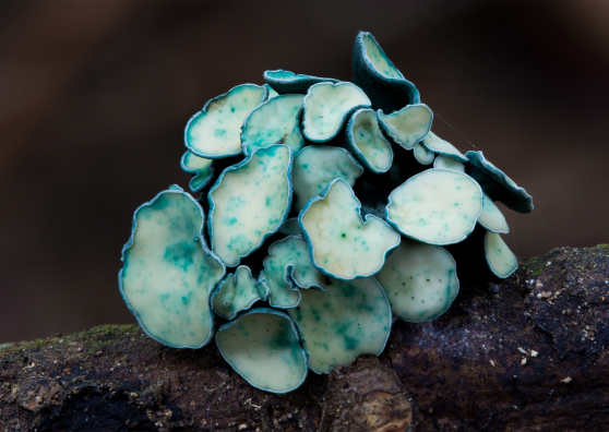 13 fascinating fungi photos that'll really grow on you | Popular Science