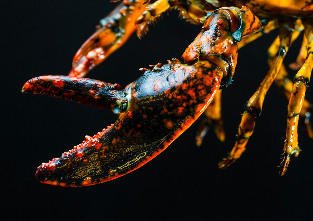 Rare 1-in-30-million calico lobster makes her spooky debut | Popular ...