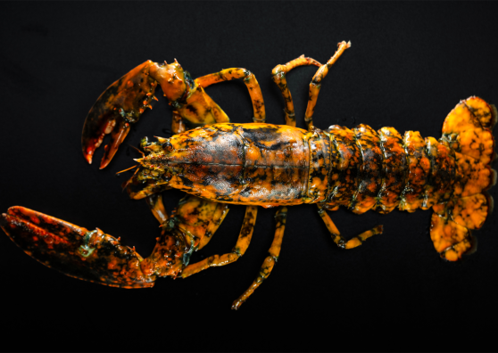 Rare 1-in-30-million calico lobster makes her spooky debut | Popular ...