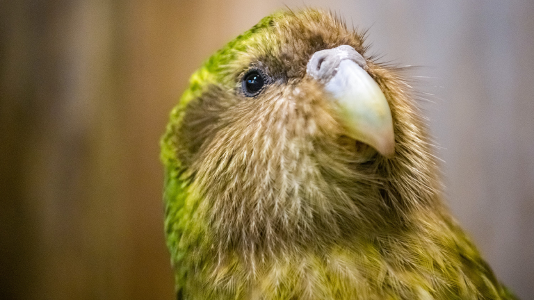 World's only flightless parrot doing okay against 'crusty bum' disease ...