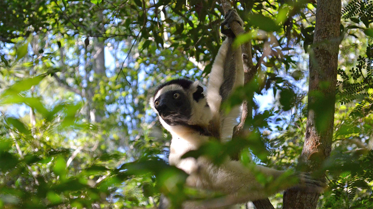 Lemurs keep evolving new species, even after 50 million years | Popular ...