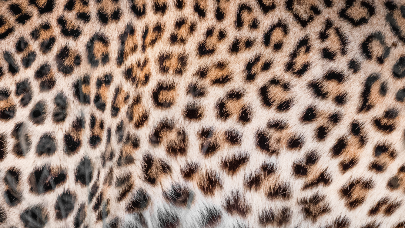 Why do animals have spots and stripes? | Popular Science