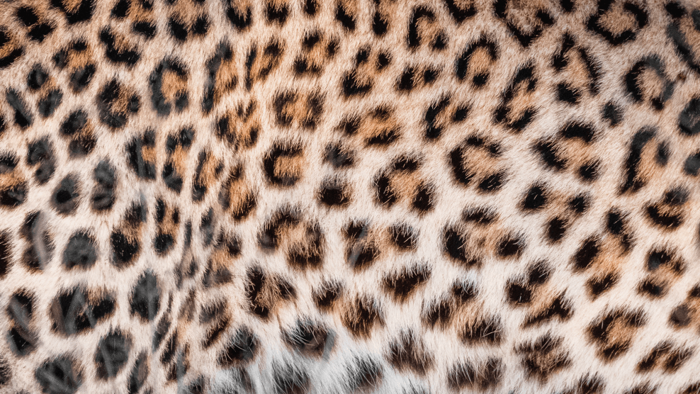 Why do animals have spots and stripes? | Popular Science
