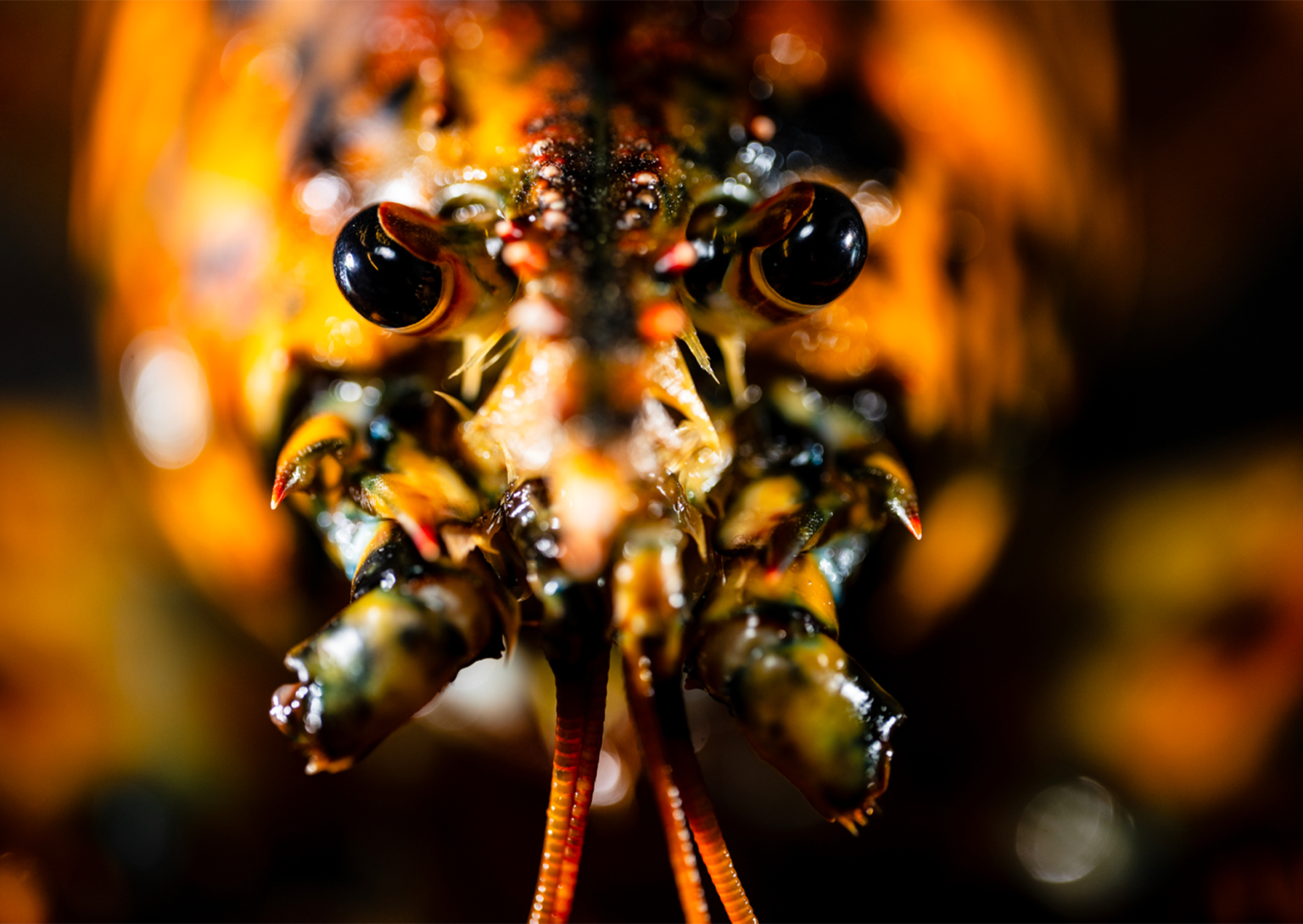 Rare 1-in-30-million calico lobster makes her spooky debut | Popular ...