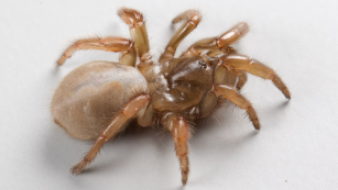 Beware, beachgoers: New spider discovered in California's sand dunes ...