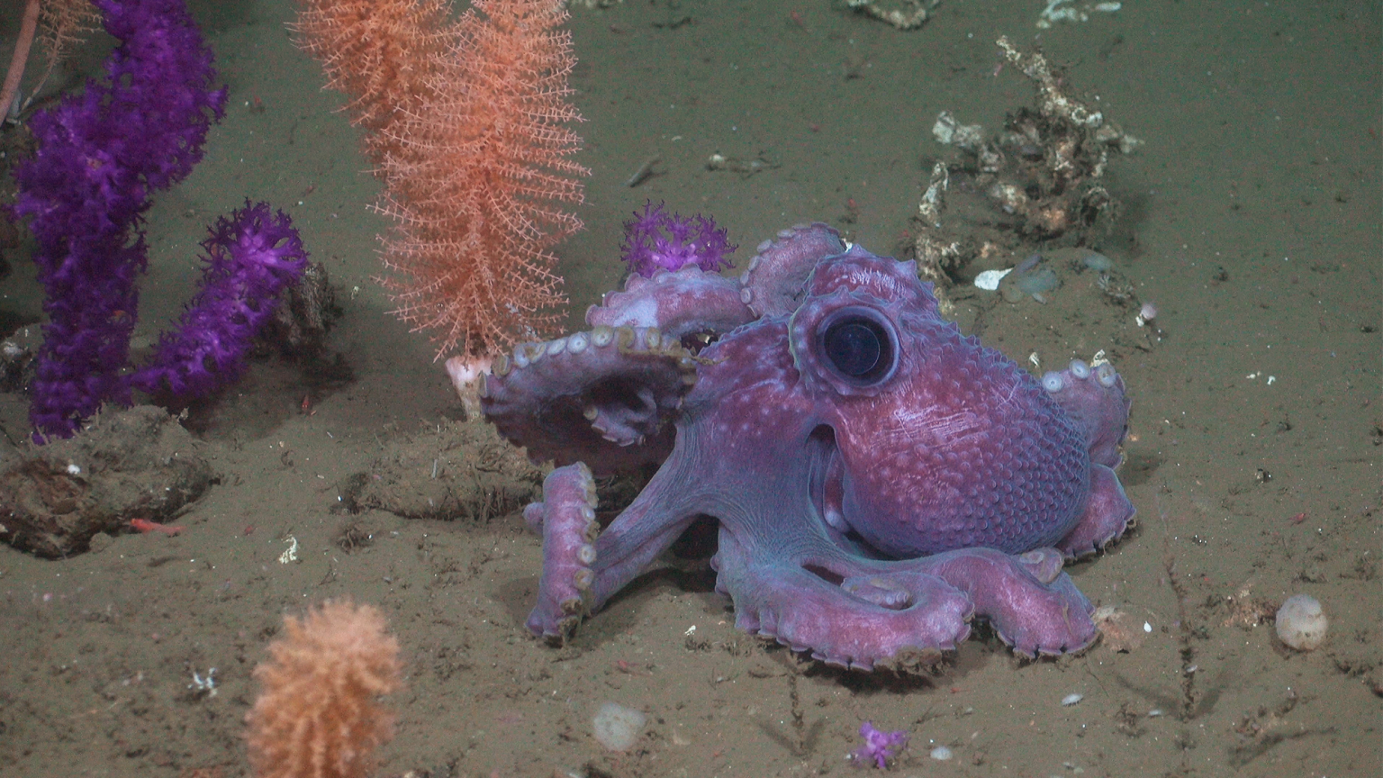 13 inspiring photos of thriving deep-sea animals | Popular Science