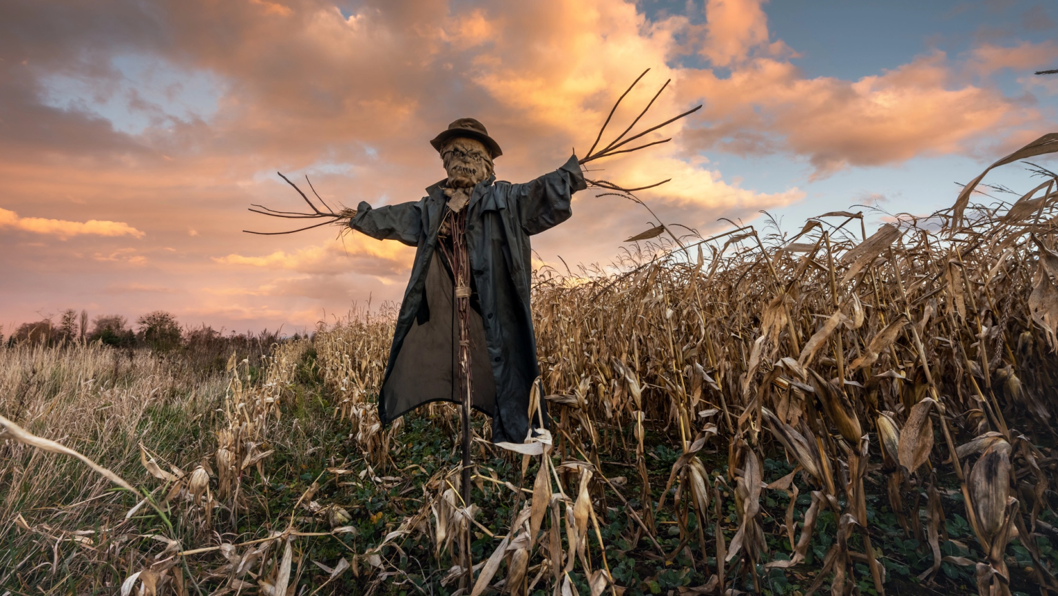 How scarecrows went from ancient magic to fall horror fodder | Popular ...