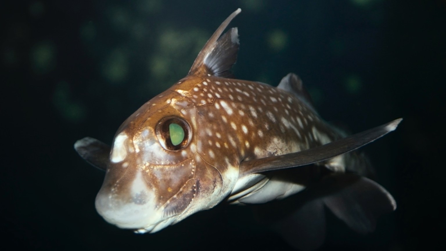 These freaky fish use their forehead teeth to have better sex | Popular ...