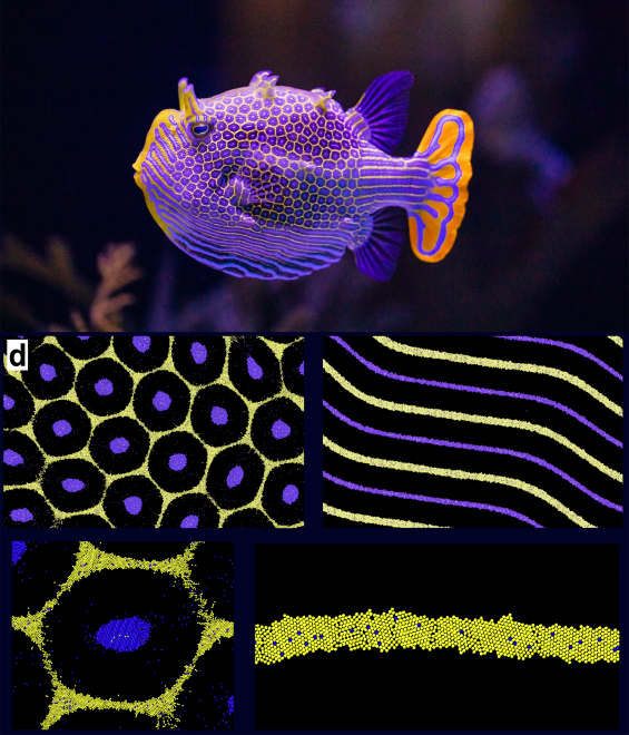 Why do animals have spots and stripes? | Popular Science