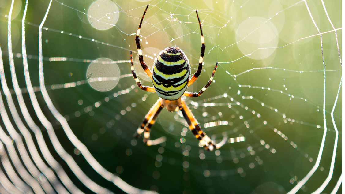 Spiders 'decorate' their webs to help trap dinner | Popular Science