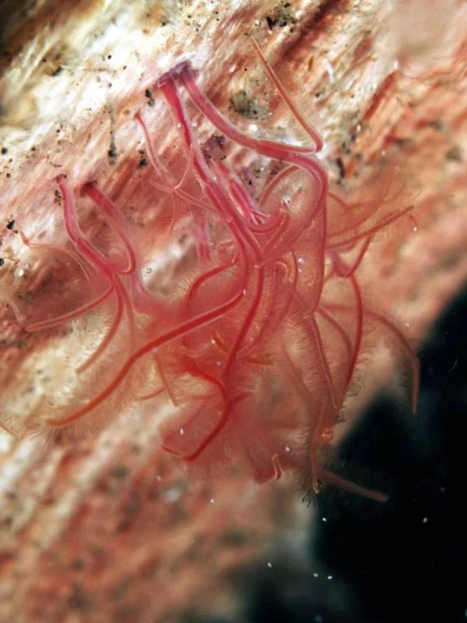 Zombie worms have gone missing | Popular Science