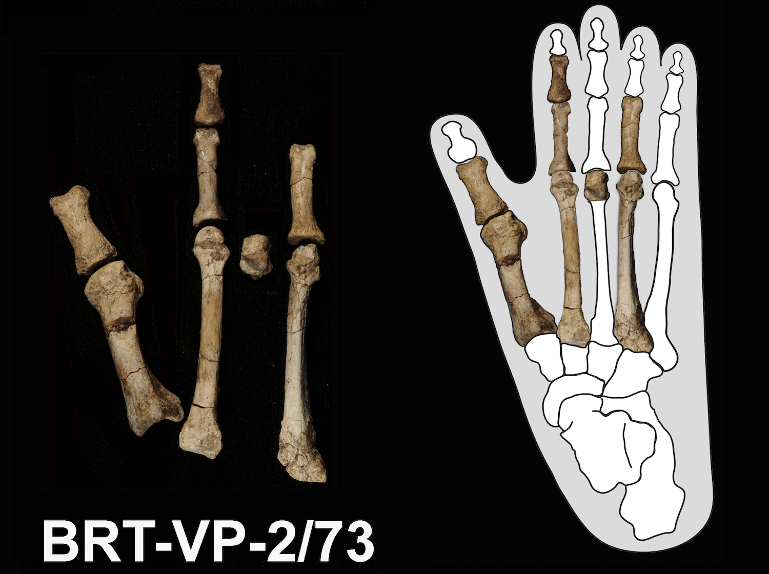 Prehistoric foot bones finally linked to our early ancestors | Popular ...