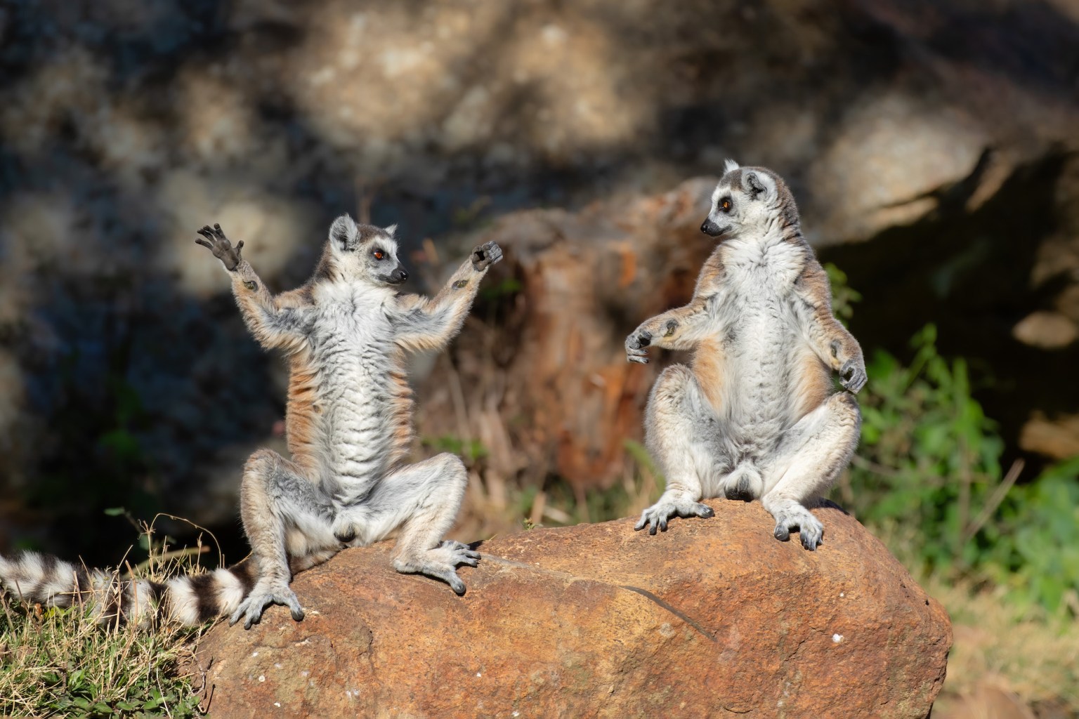 14 hilarious finalists from the 2025 Comedy Wildlife Photography Awards ...