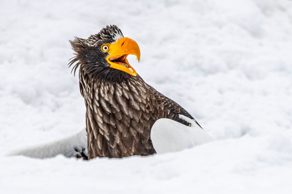 14 hilarious finalists from the 2025 Comedy Wildlife Photography Awards ...