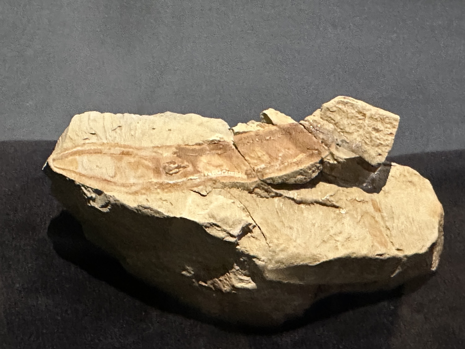 Without dinosaurs, there'd be no Thanksgiving dinner | Popular Science