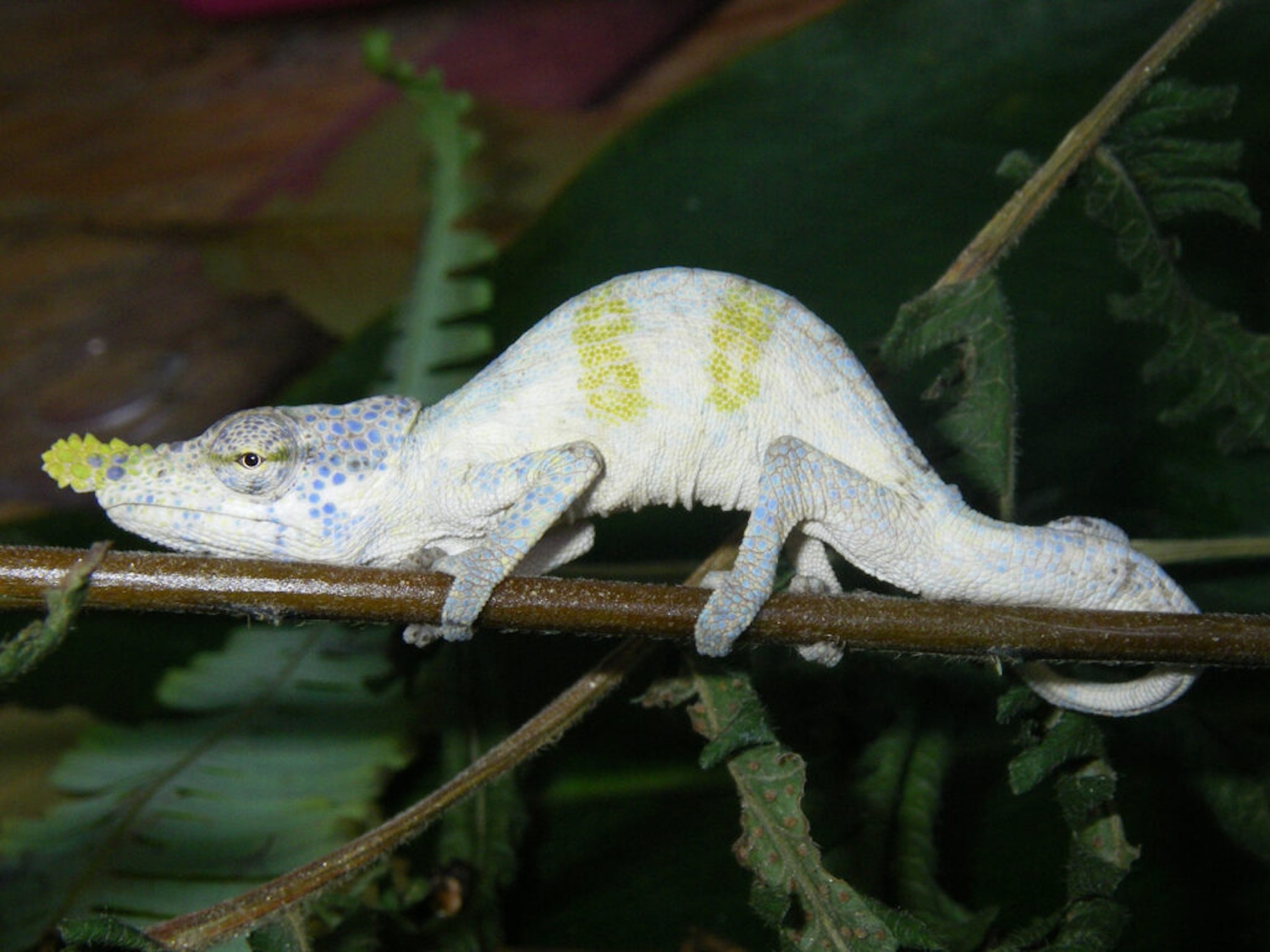 No lie. The long-nosed Pinocchio chameleon is multiple species ...