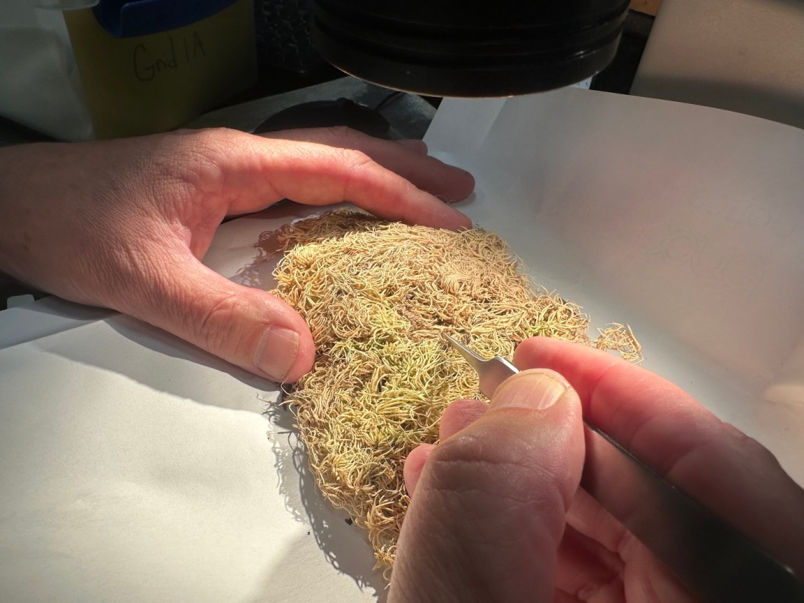 Moss can be a key witness in murder investigations | Popular Science