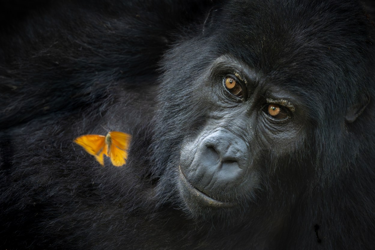 14 moving images from the 2025 Nature Photographer of the Year awards ...