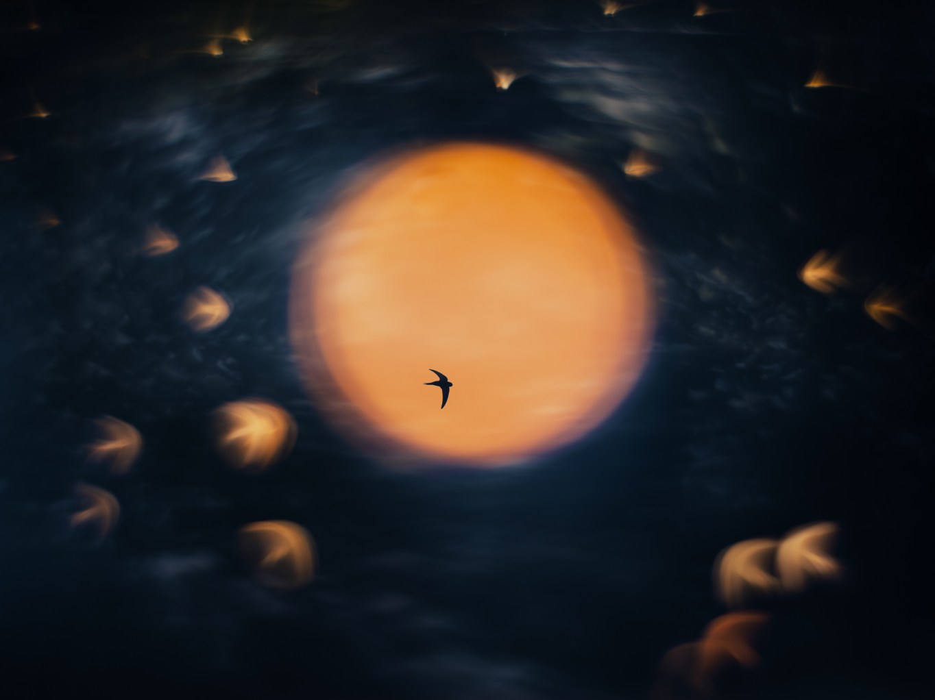 14 moving images from the 2025 Nature Photographer of the Year awards ...