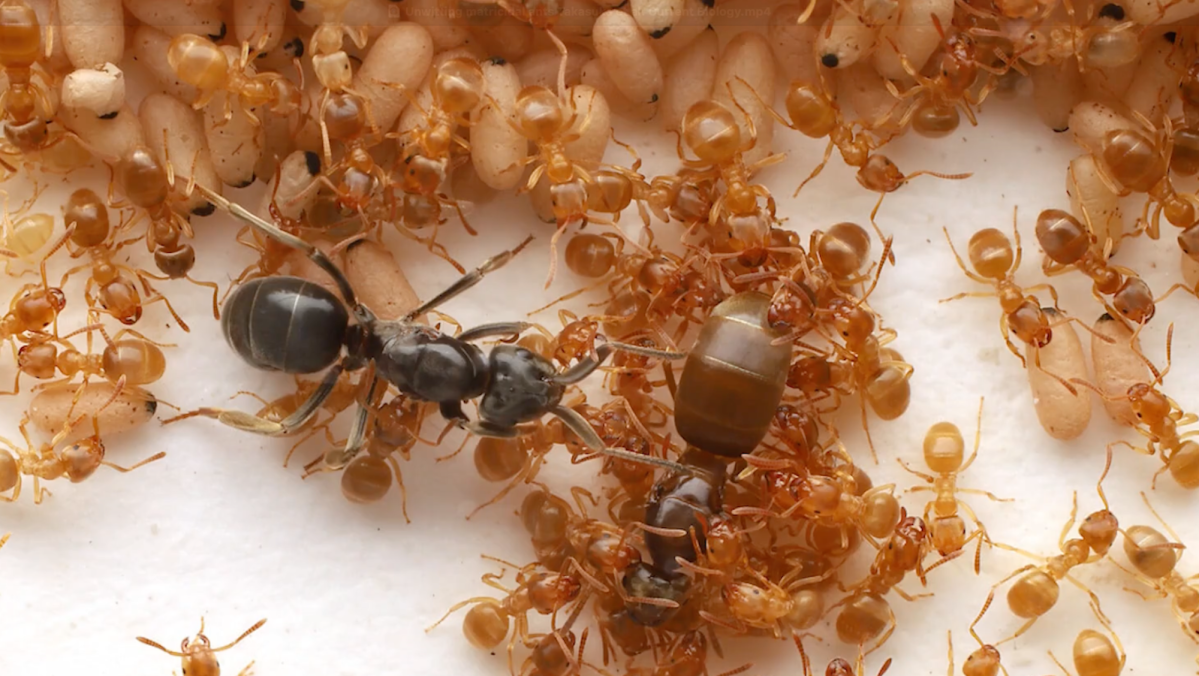 Violent queen ant coup staged by parasitic ants | Popular Science