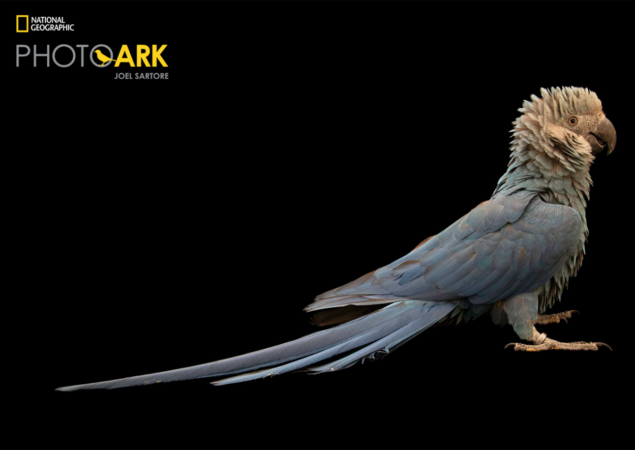 10 captivating images from National Geographic’s Photo Ark | Popular ...