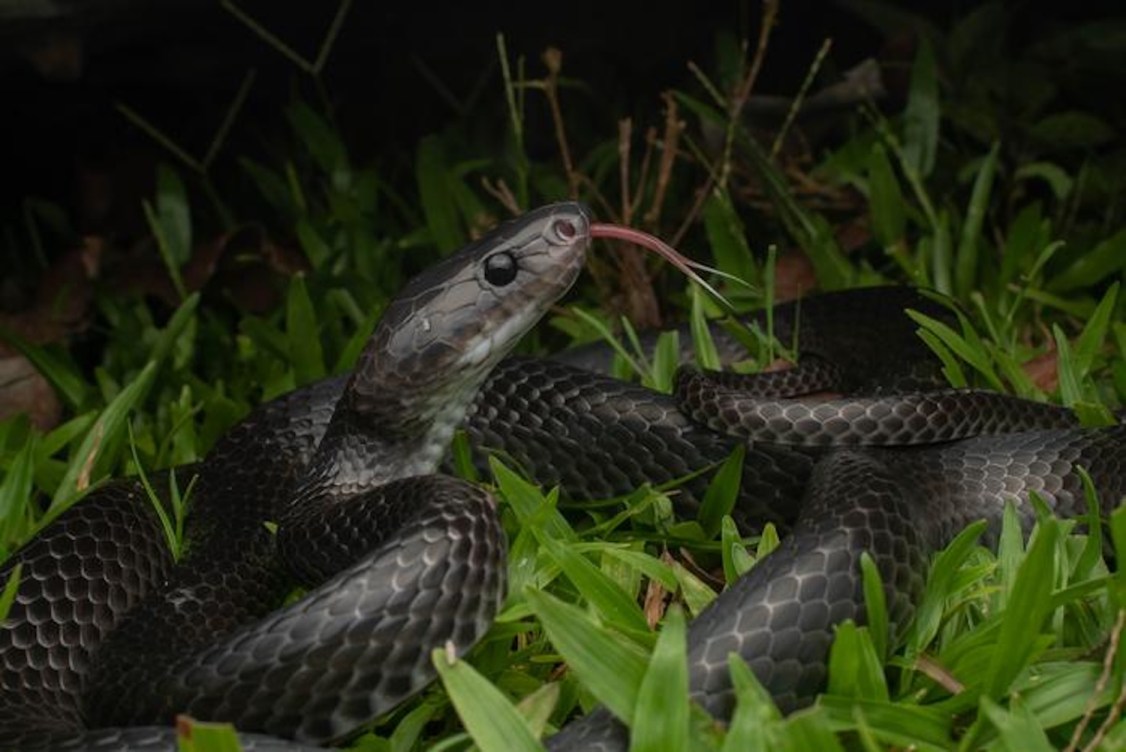 New wolf snake honors the late Steve Irwin | Popular Science