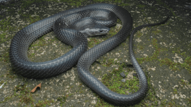 New wolf snake honors the late Steve Irwin | Popular Science