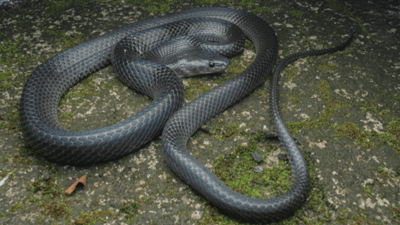 New wolf snake honors the late Steve Irwin | Popular Science