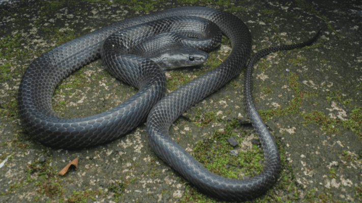 New wolf snake honors the late Steve Irwin | Popular Science
