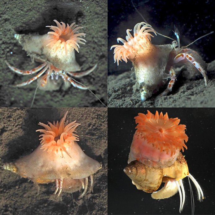 New species looks like a fuzzy pink hermit crab wig | Popular Science