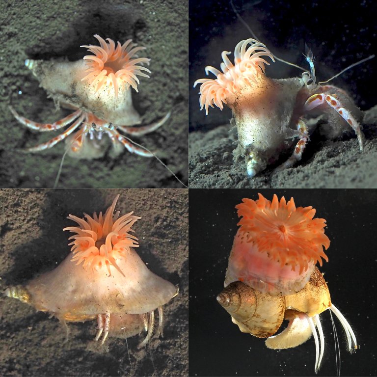 New species looks like a fuzzy pink hermit crab wig | Popular Science