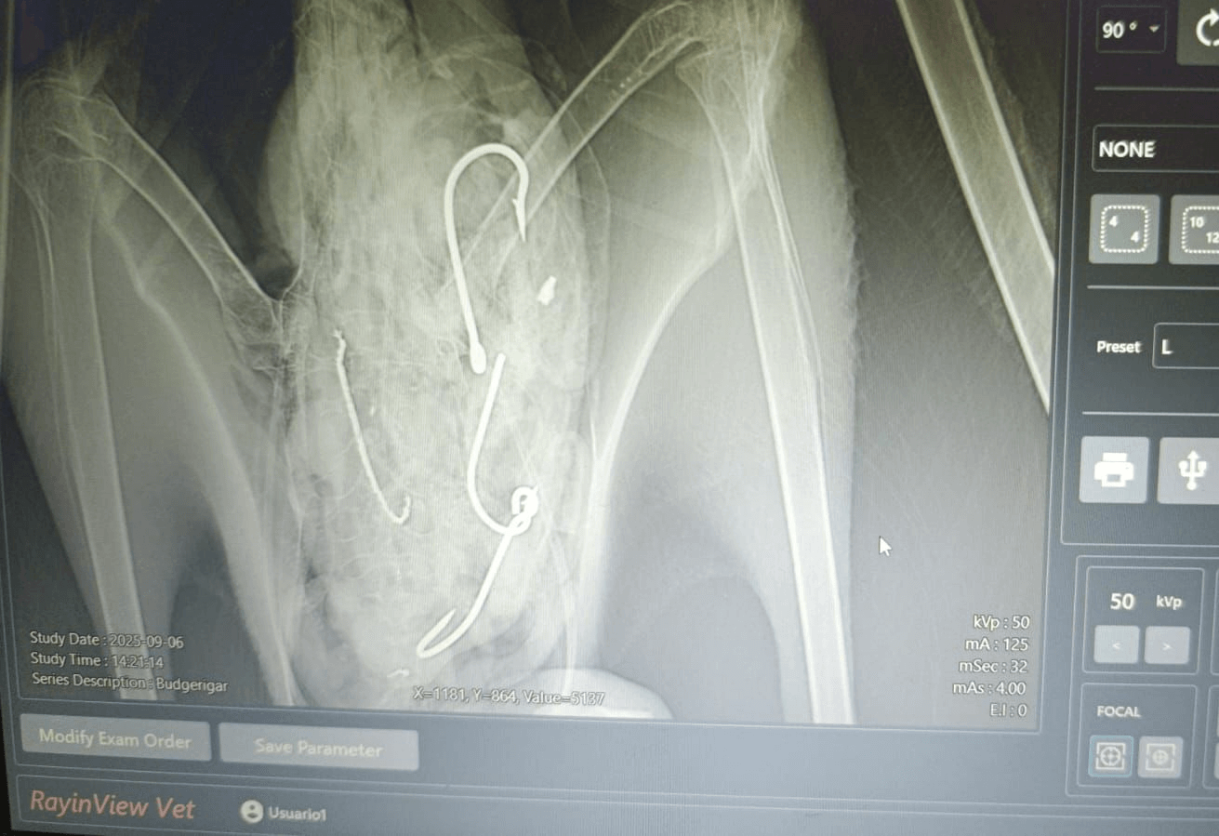 Rare seabird saved after swallowing four large fishhooks | Popular Science