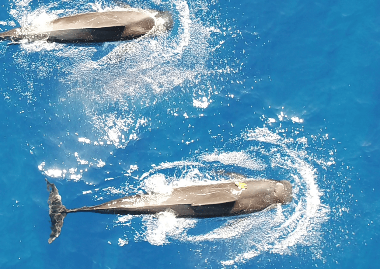 Hawaii’s short-finned pilot whales eat over 77,000 squid a year ...