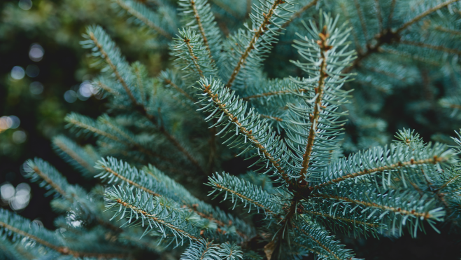 How the evergreen shaped America | Popular Science