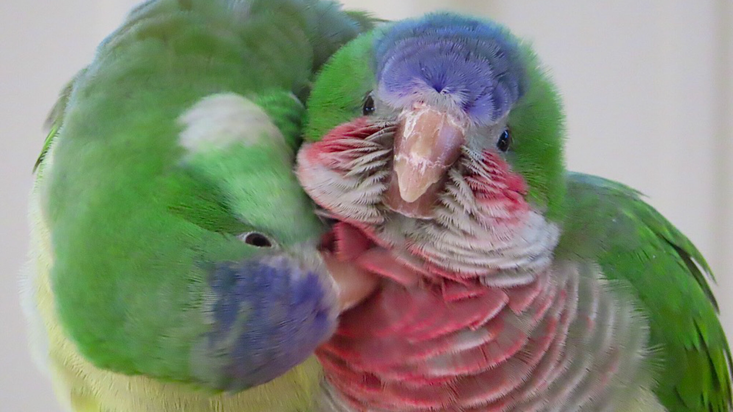Parakeets teach a lesson in friendship | Popular Science