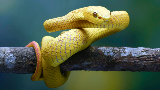 How do snakes move? It's not all slithering. | Popular Science