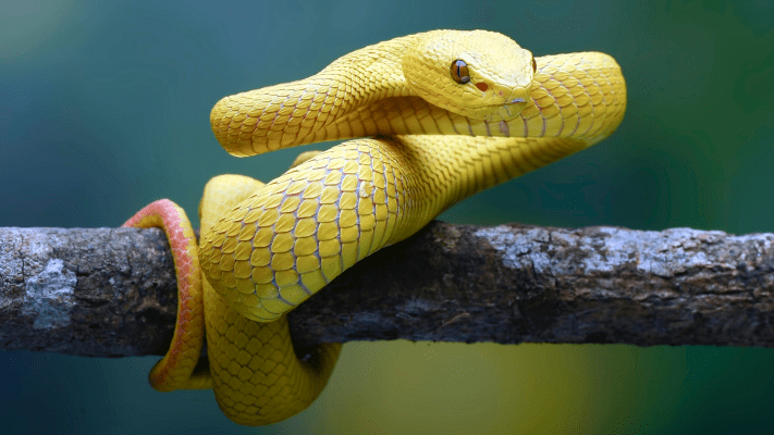 How do snakes move? It's not all slithering. | Popular Science