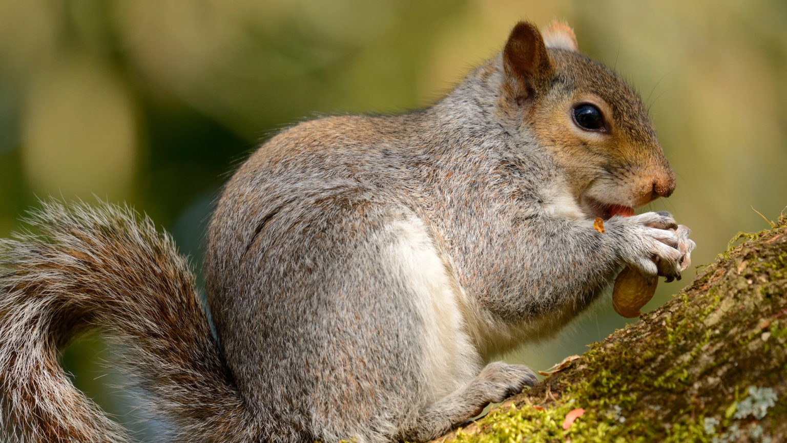 How squirrels actually find all their buried nuts | Popular Science