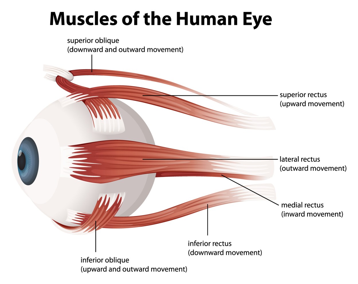 Is crossing your eyes really bad for you? We asked an optometrist ...