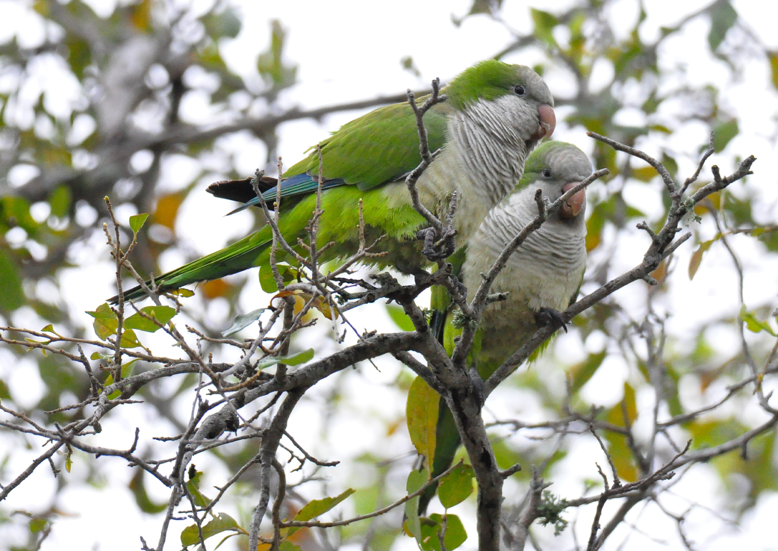 Parakeets teach a lesson in friendship | Popular Science