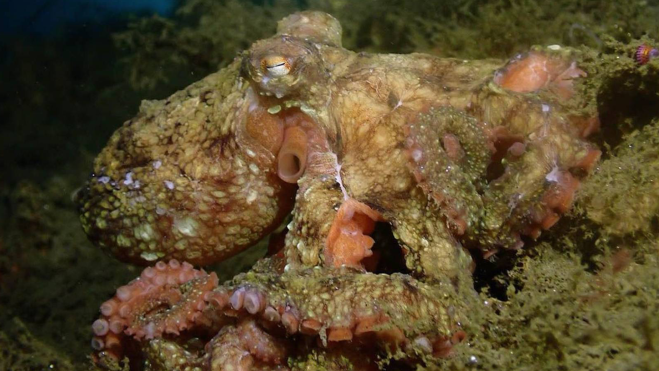 How octopuses evolved such complex brains | Popular Science
