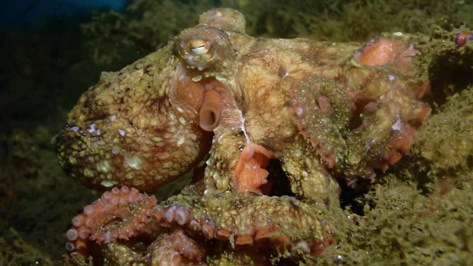 What octopus camouflage has to do with sunscreen | Popular Science