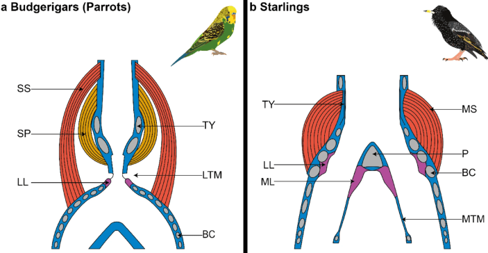 Bird or droid? Starlings nail R2-D2 beeps and boops. | Popular Science