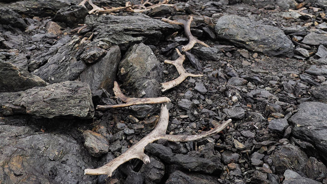 Hiker stumbles on massive medieval reindeer traps in Norway | Popular ...