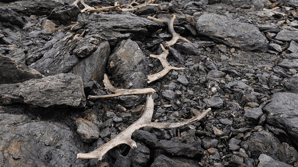 Hiker stumbles on massive medieval reindeer traps in Norway | Popular ...