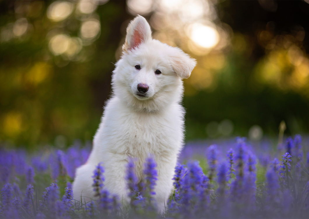 Your pet dog really does have wolf genes | Popular Science