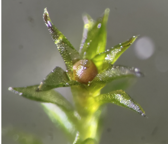 Moss survived 283 days in space, shocking biologists | Popular Science