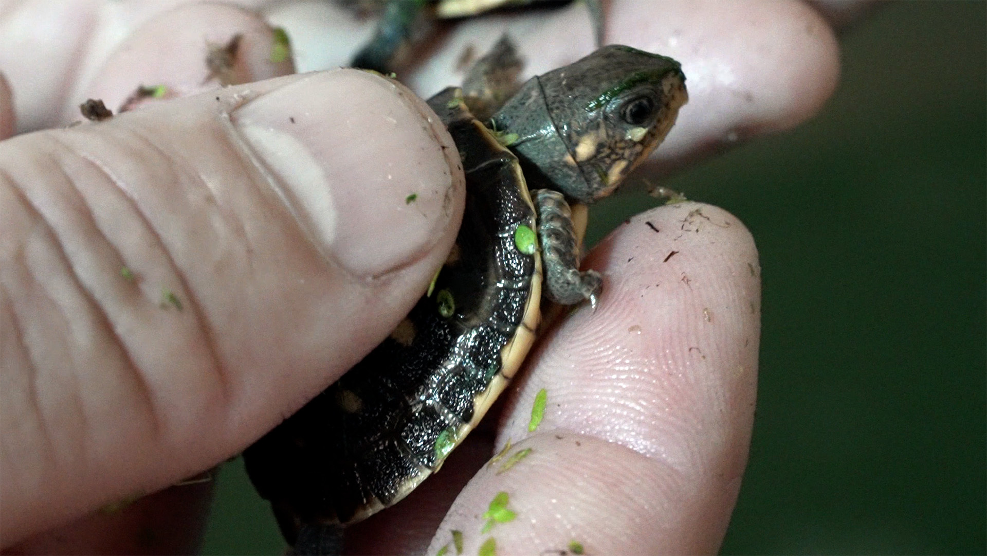 Trafficked turtles get a second chance at life in New Jersey sanctuary ...