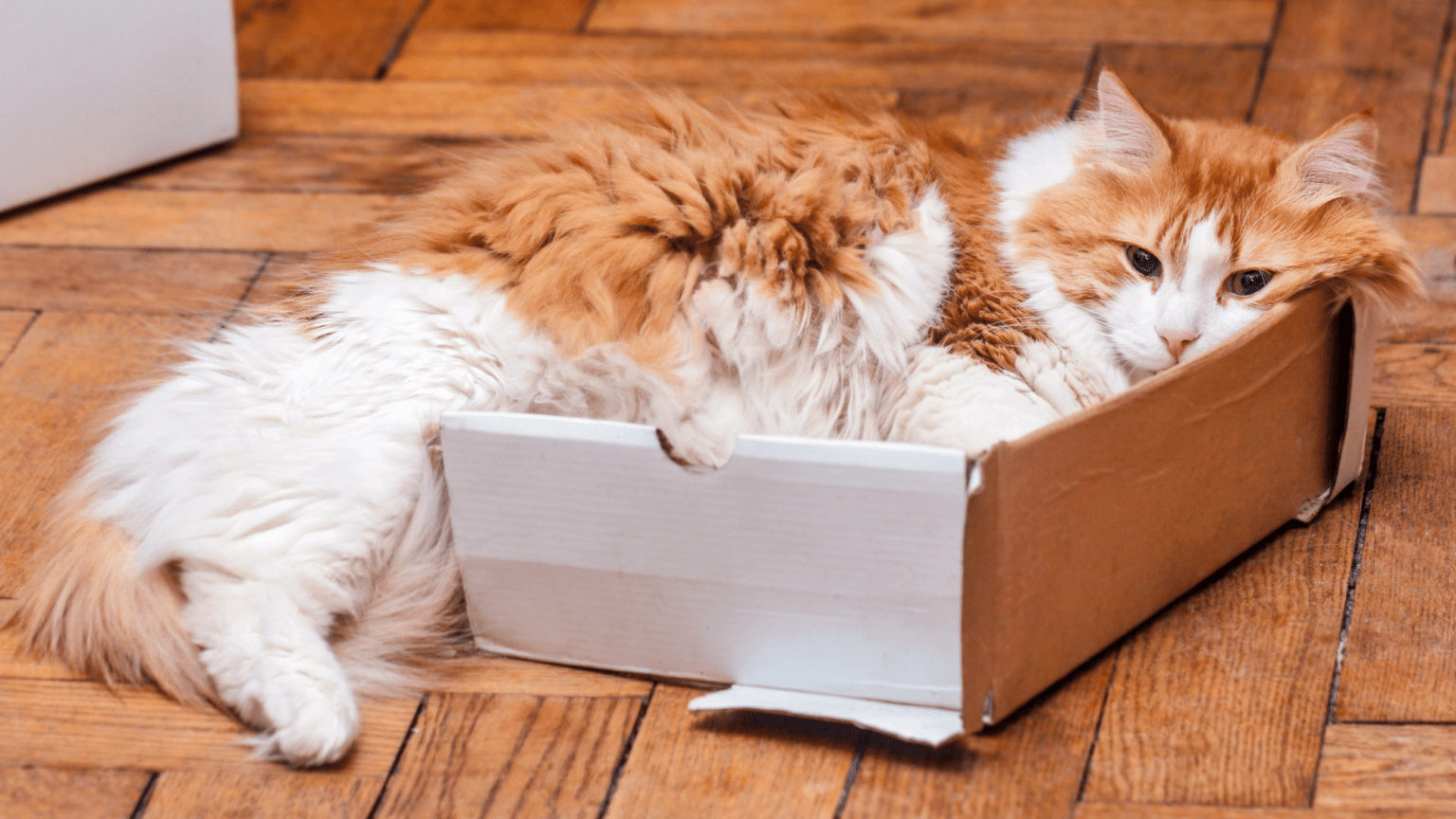 Why do cats love boxes? Evolution has an answer. | Popular Science