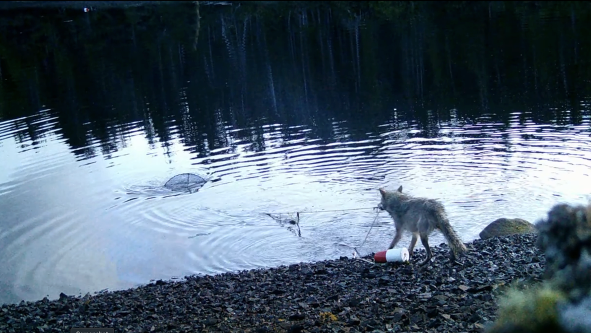 Wolf uses tool in stunning video | Popular Science